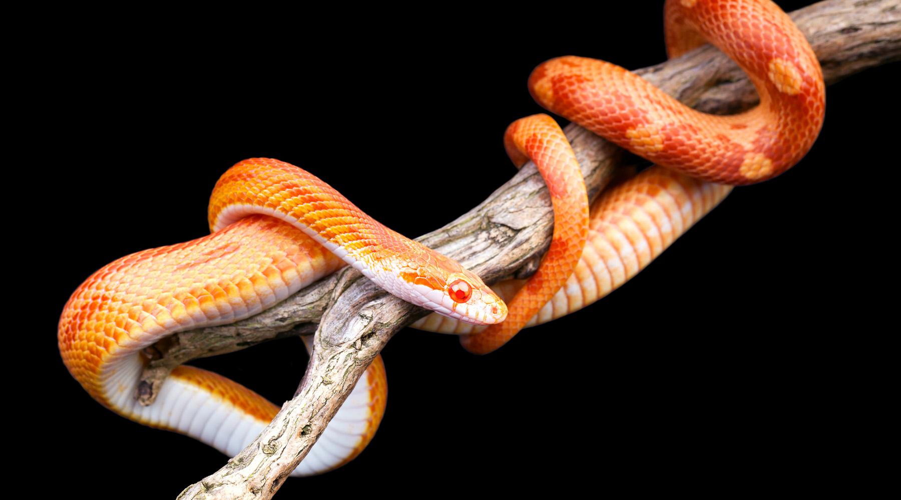 Celebrate the Year of the Snake